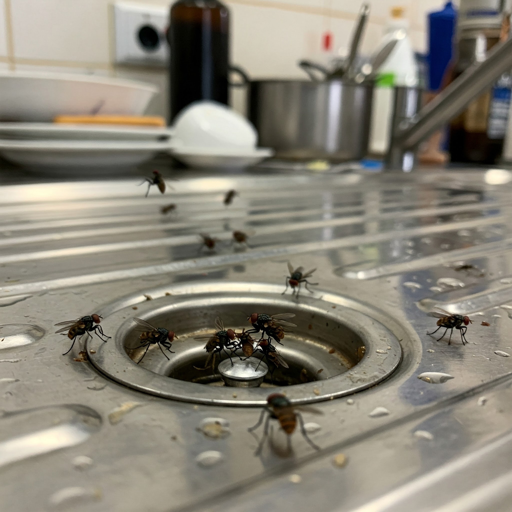 Surprising Ways To Get Rid Of Drain Flies